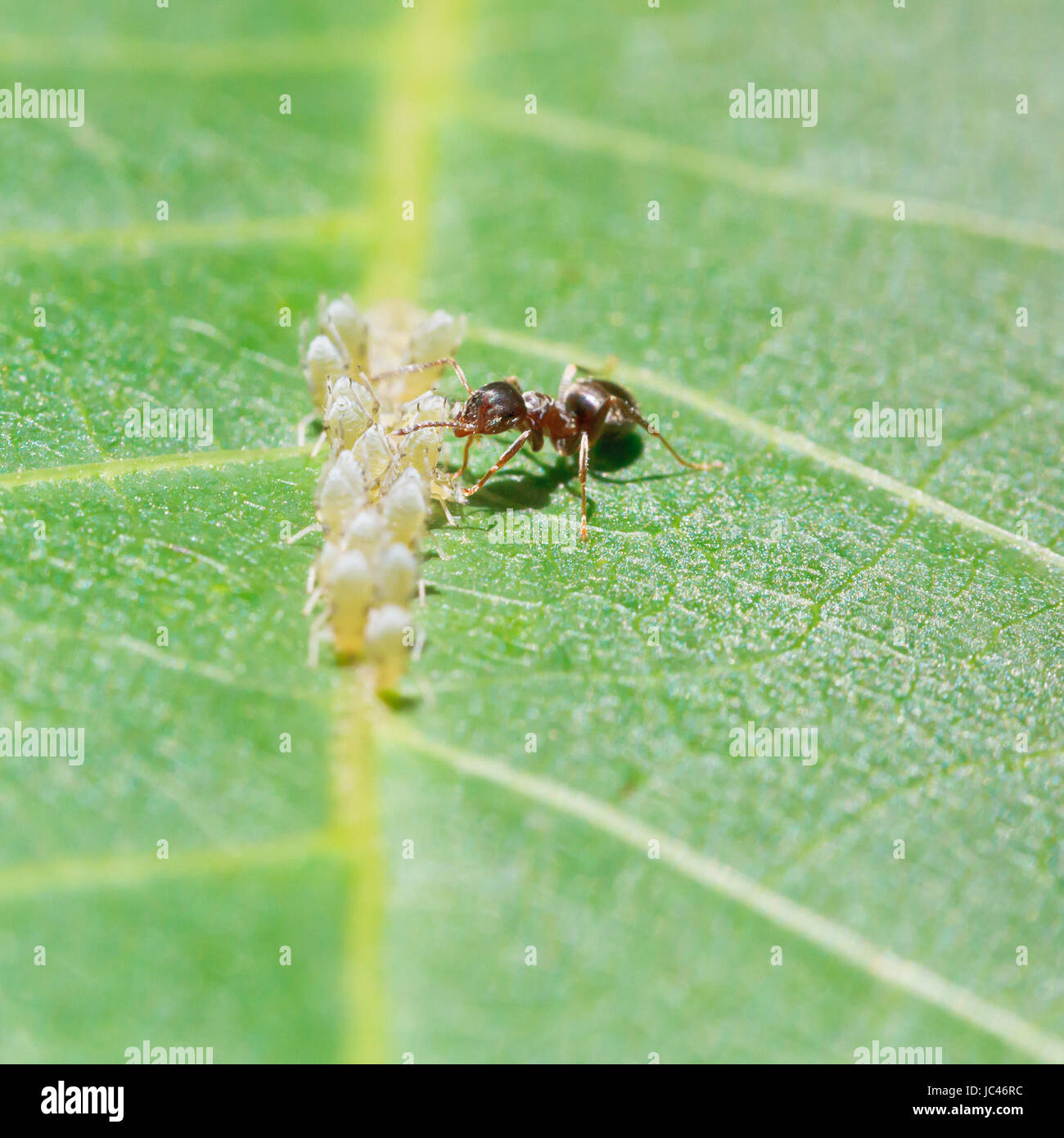 Le miellat des pucerons ant recueille de groupe sur feuilles de noyer ...