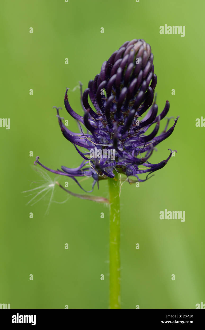 Plante de griffe de diables Banque de photographies et d’images à haute ...