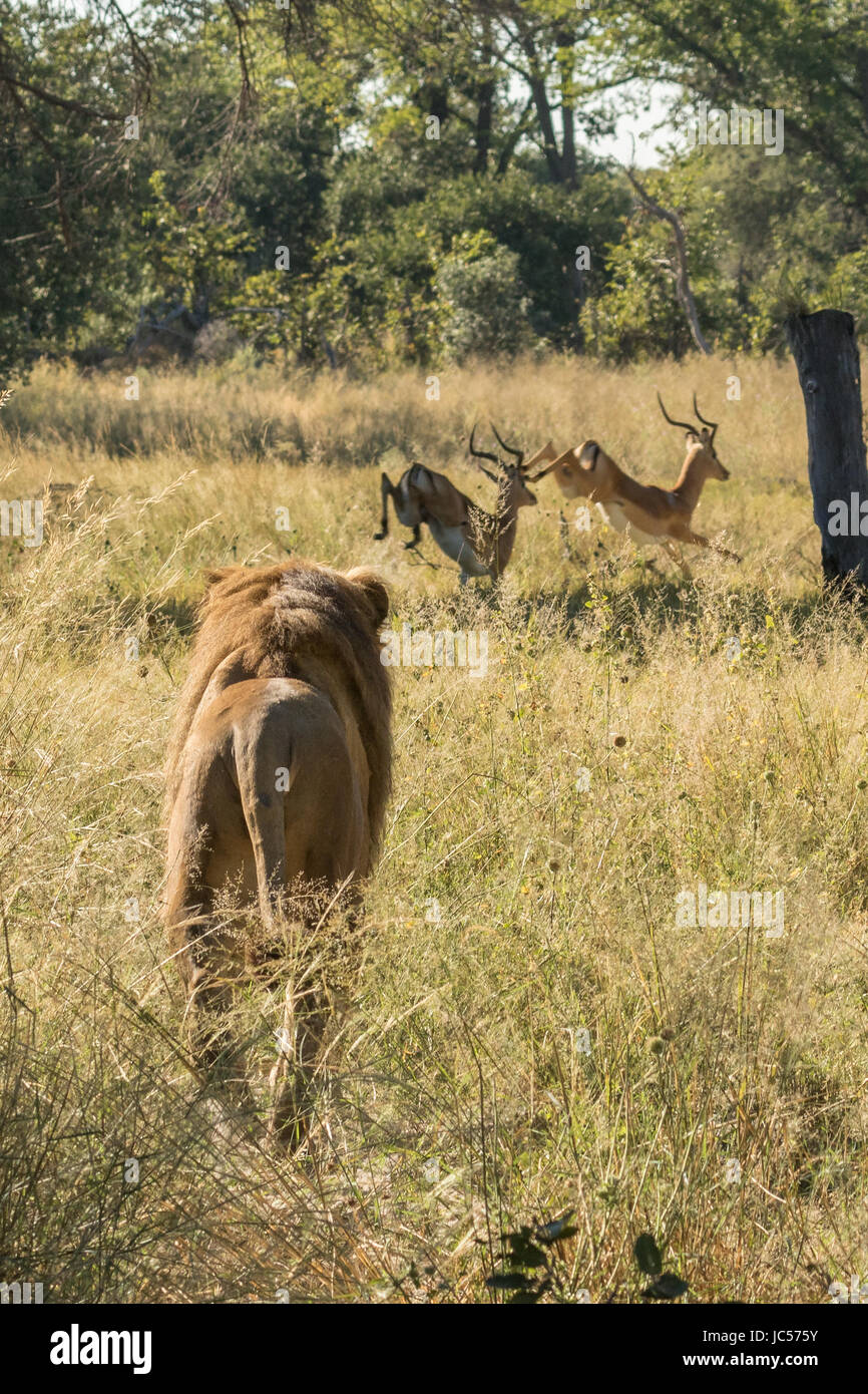 La chasse au lion mâle impala Photo Stock - Alamy