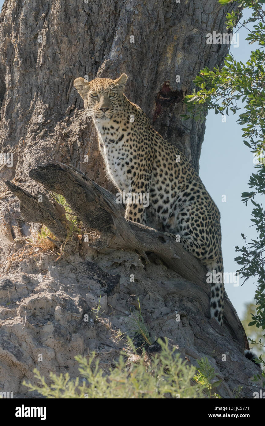 Female leopard in tree Banque de photographies et d’images à haute ...