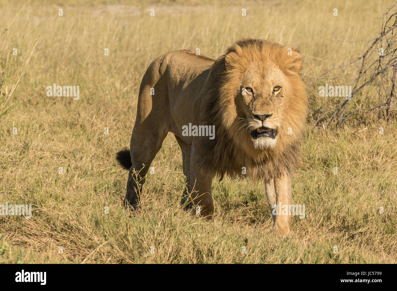 Lion qui marche Banque de photographies et d’images à haute résolution ...