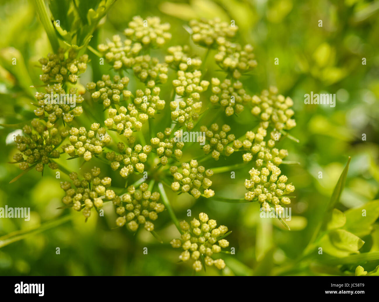 Floraison de persil Banque de photographies et d’images à haute ...