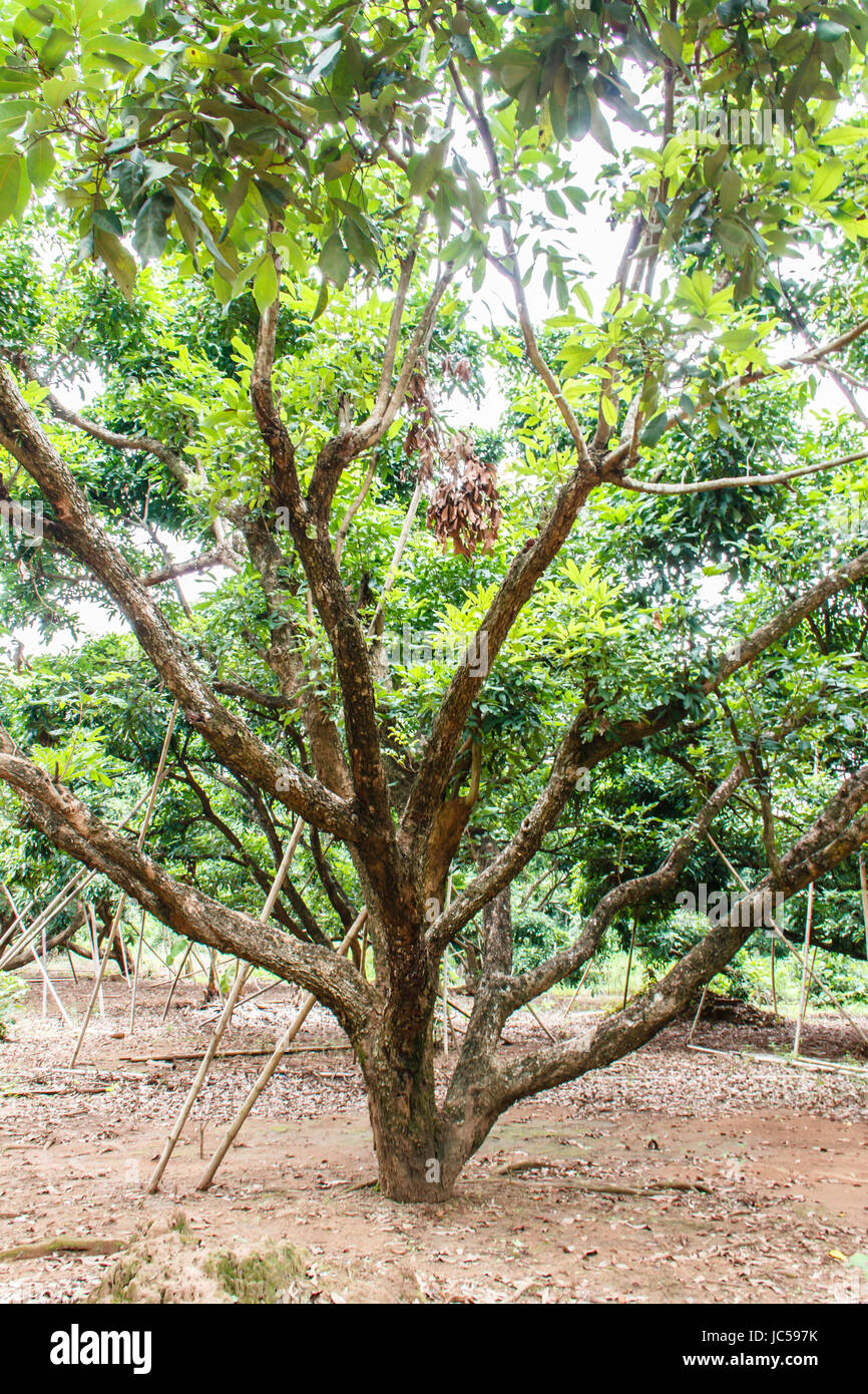 Longan trees Banque de photographies et d’images à haute résolution - Alamy