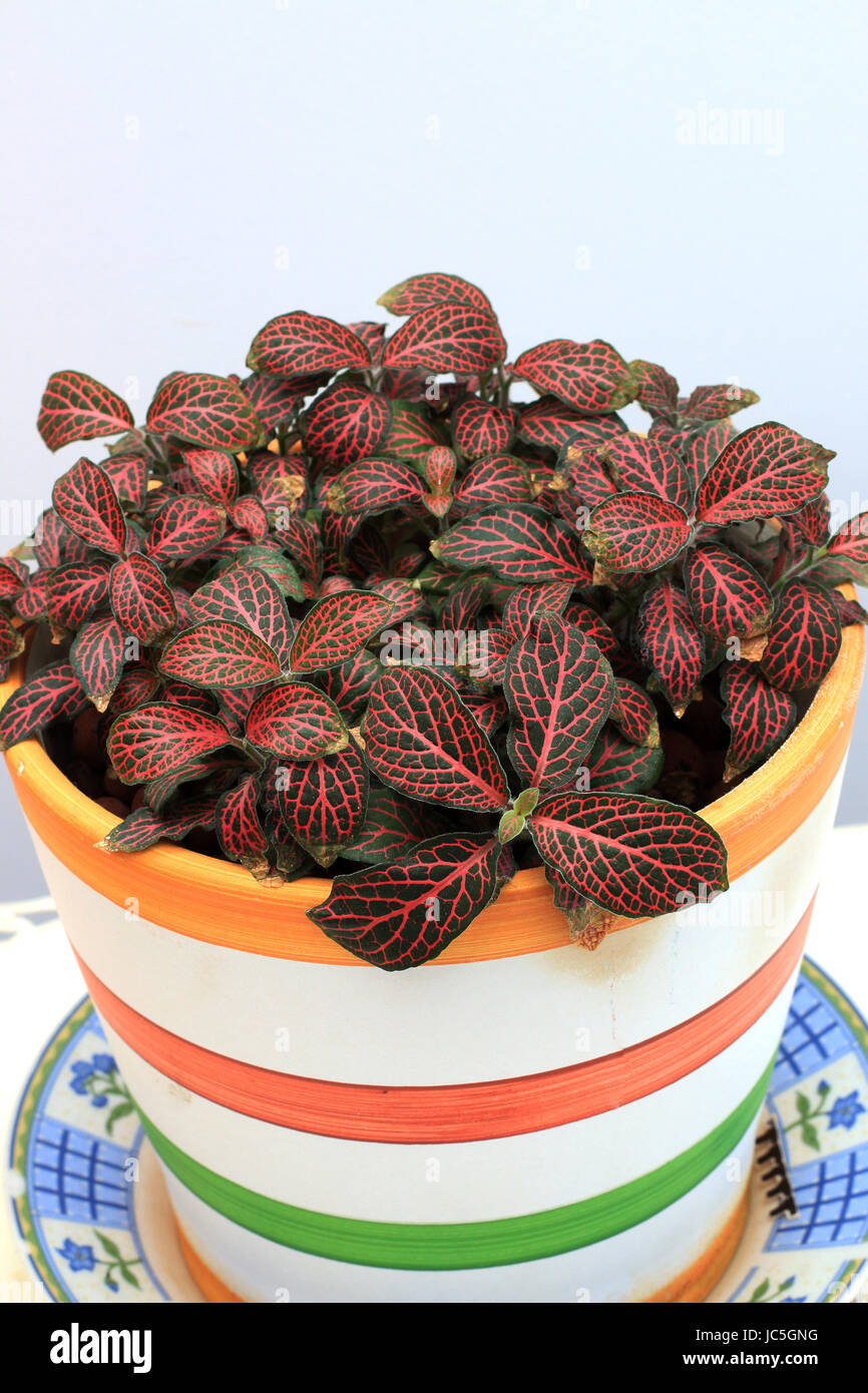 Close up of Fittonia plantes tropicales, nerf plante originaire de ...