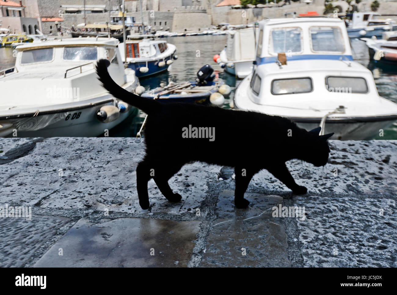 Chats dans la mer Banque de photographies et d’images à haute ...