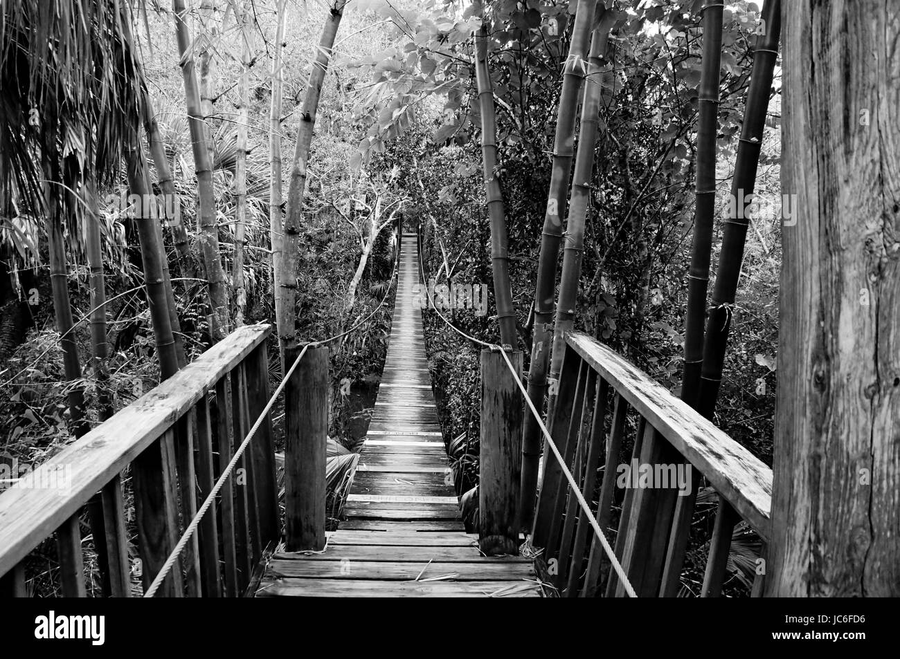 Donnant sur un pont suspendu en bois dans un environnement subtropical ...