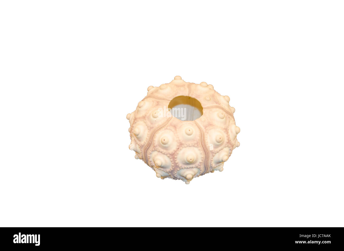 Seeigel schale Banque de photographies et d’images à haute résolution ...