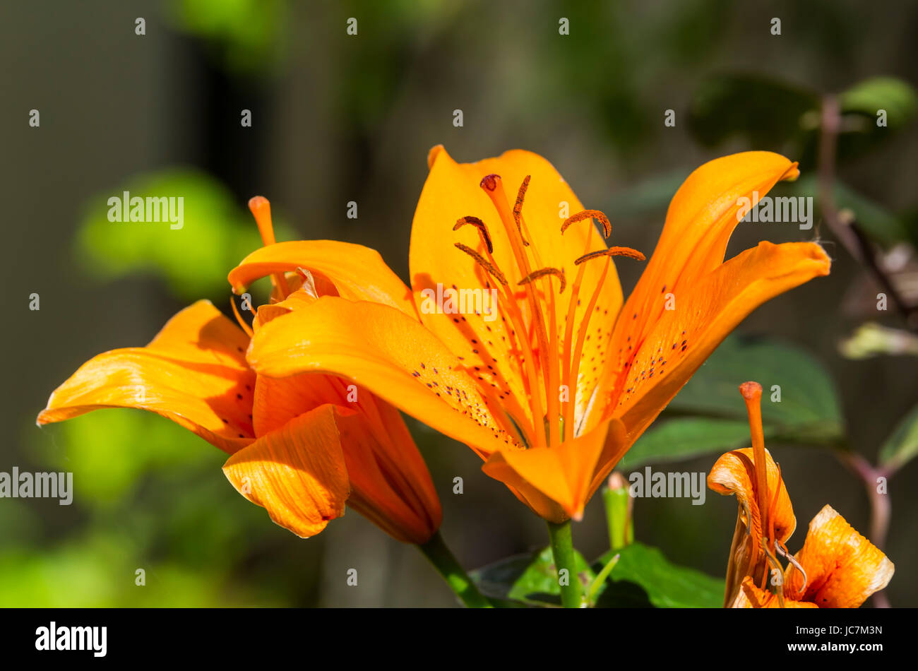 Fleurs de lis orange Banque de photographies et d’images à haute ...
