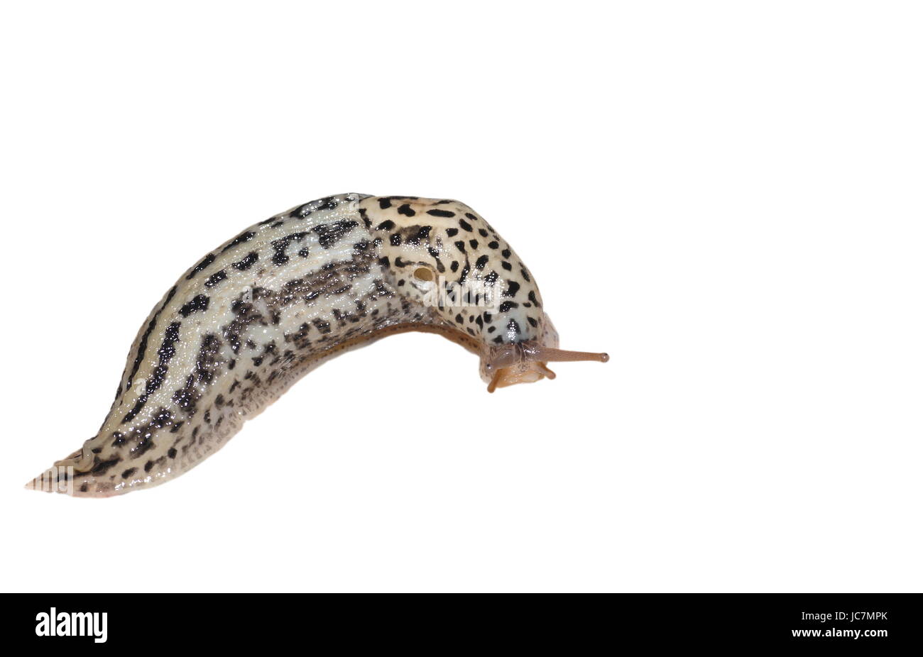 Limax maximus limax maximus Banque d'images détourées - Alamy