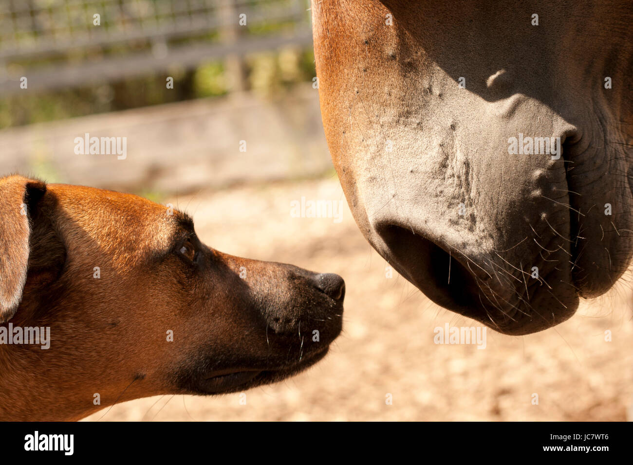Cheval et chien Banque de photographies et d’images à haute résolution ...