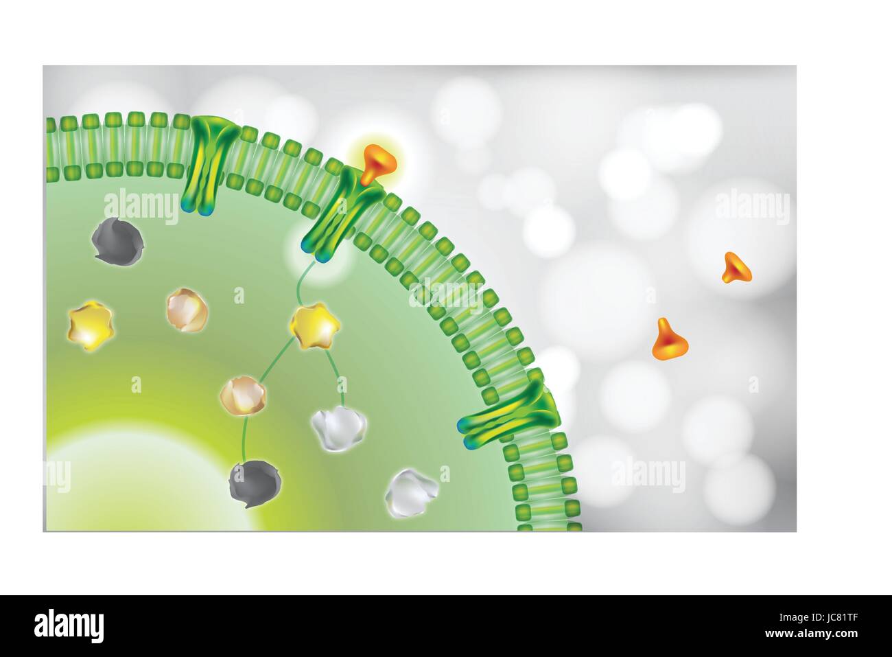 Cell membrane cross section Banque d'images vectorielles - Alamy