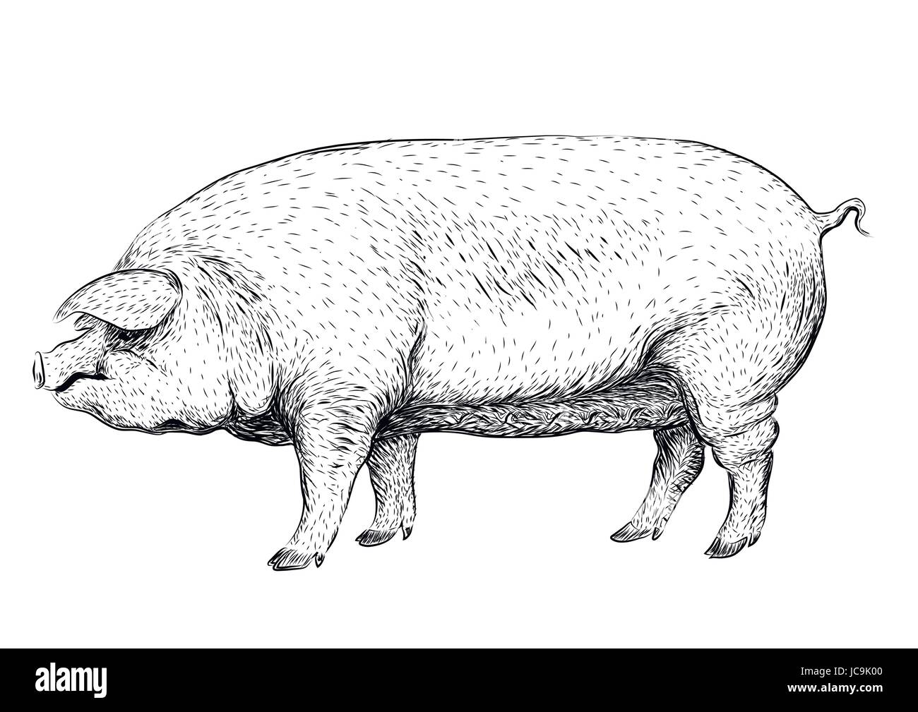 Cochon, porc, truie porc piggy piglet piggie pigling brawn cultivés ...