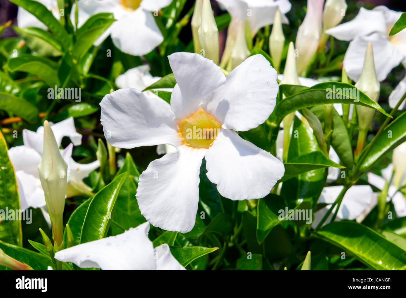 White Allamanda Banque d'image et photos - Alamy