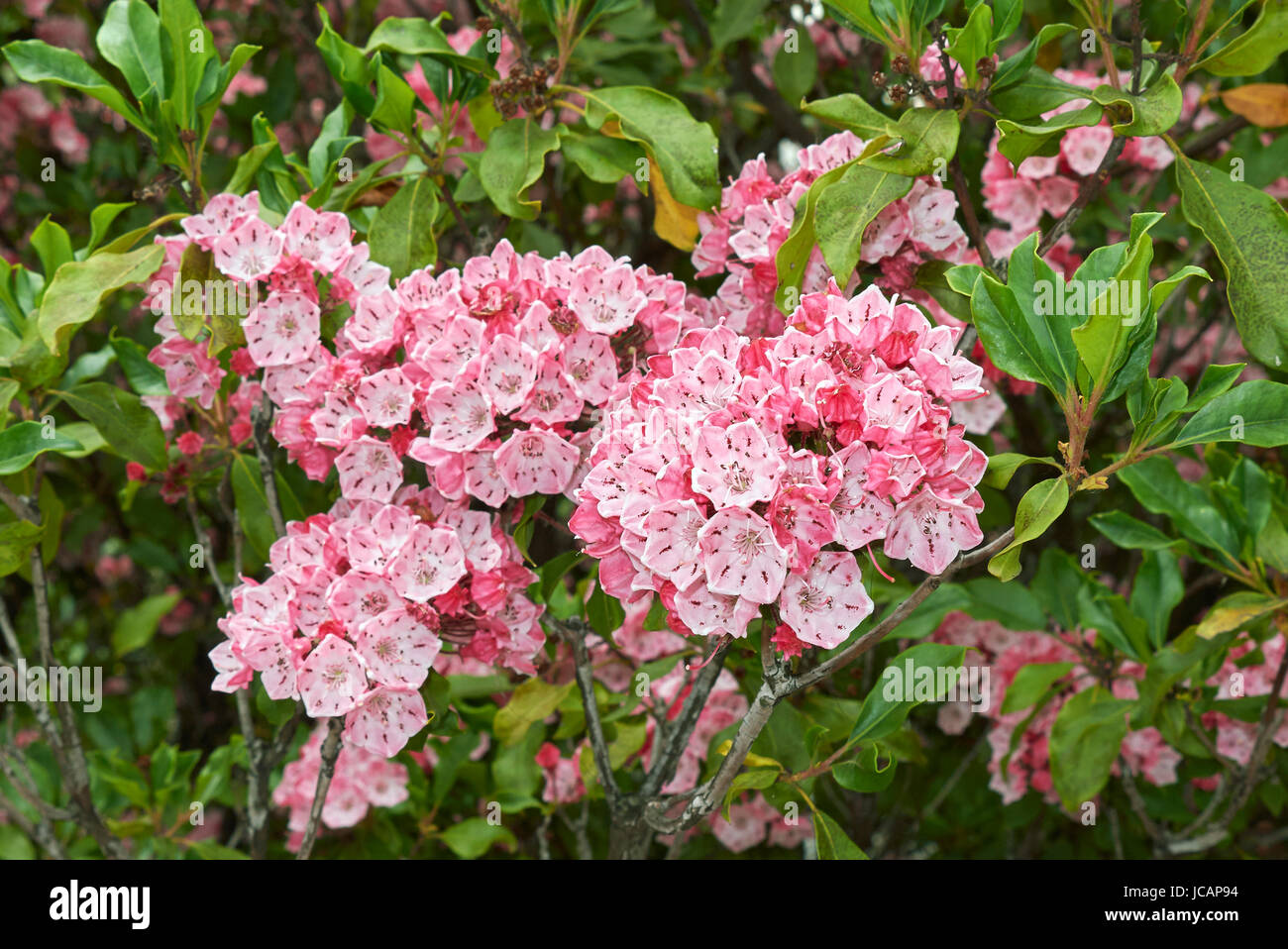 Kalmia Latifolia Banque d'image et photos - Alamy