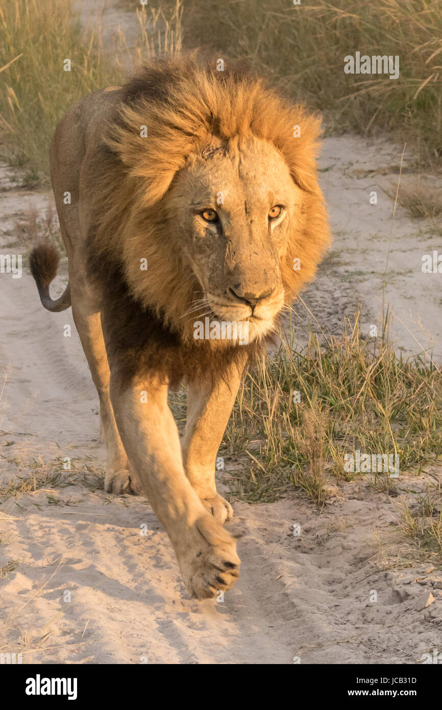 Lion Qui Marche Banque d'image et photos - Alamy