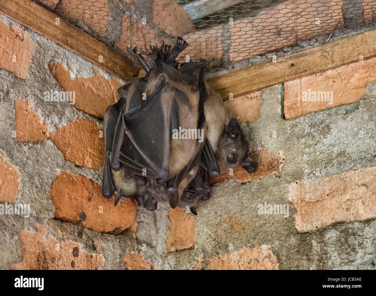 Flying Fox malgache (Madagascar), roussette de parc national Parc ...