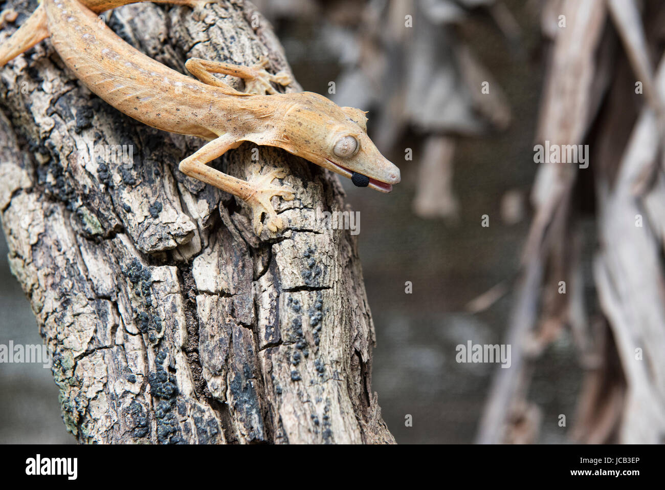 Gecko Uroplatus lineatus Parc national Parc Mantadia- Andasibe ...