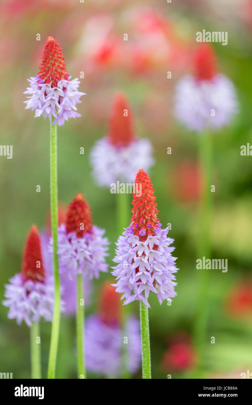 Fleurs pour vialli Banque de photographies et d’images à haute ...
