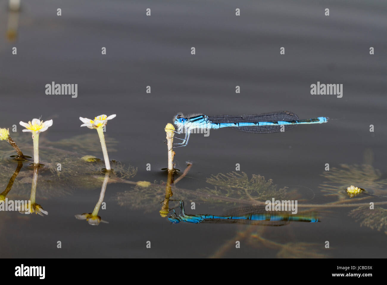 Insecte de zone humide Banque de photographies et d’images à haute ...