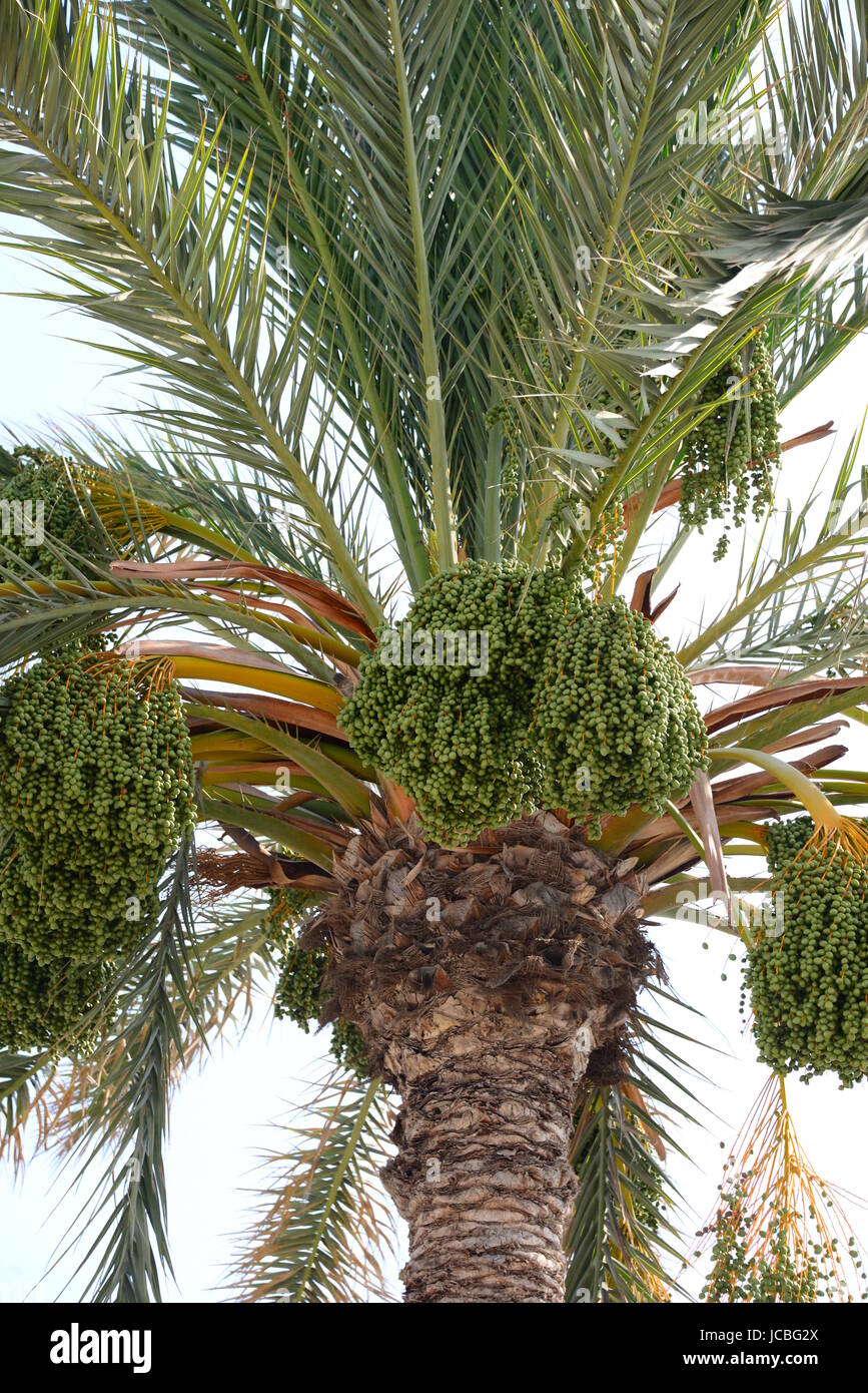 Arbre de dattes avec des fruits Banque de photographies et d’images à ...