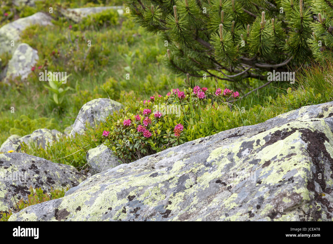Rostblattrige alpenrose Banque de photographies et d’images à haute ...