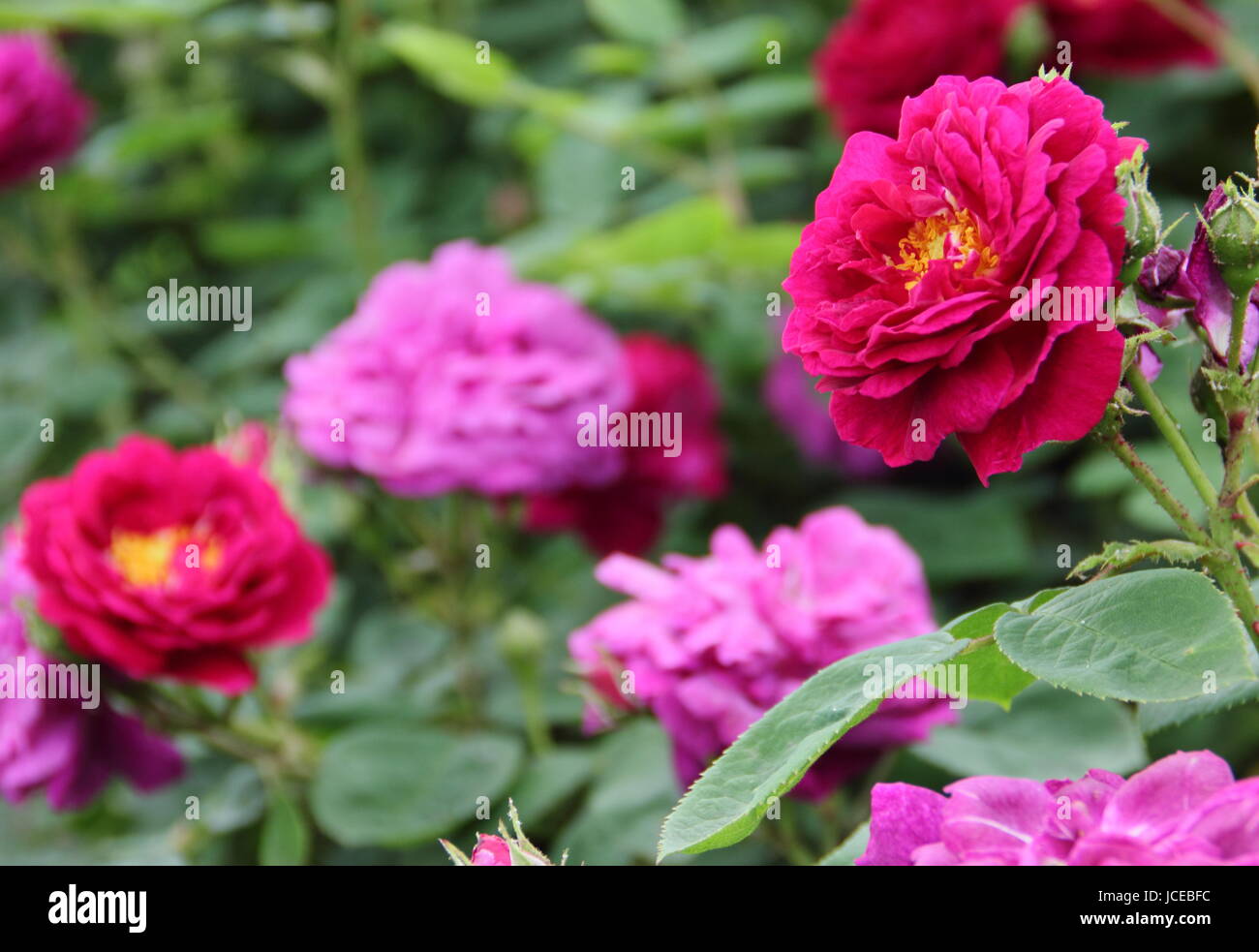 Rosa gypsy boy Banque de photographies et d’images à haute résolution ...