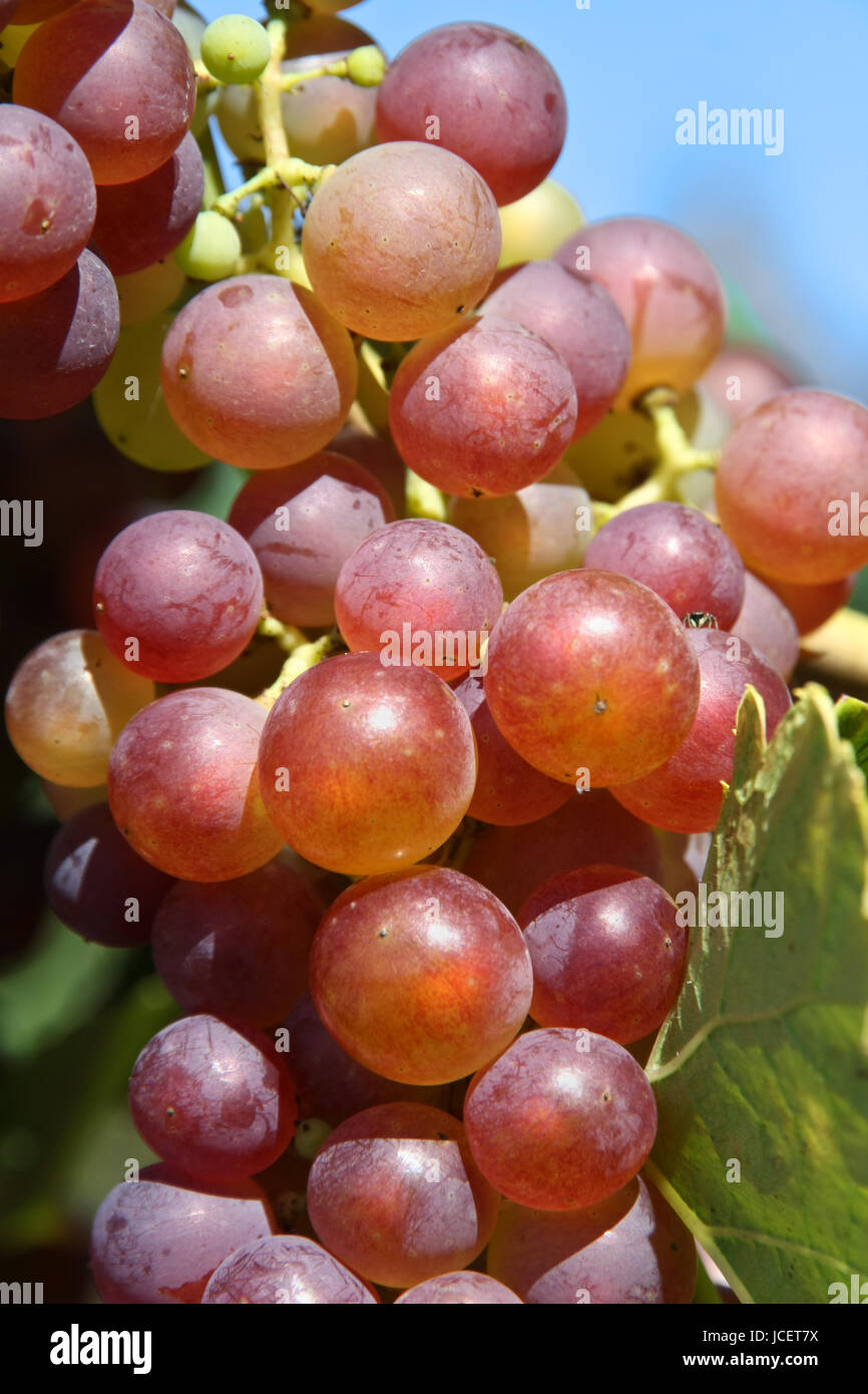 La vigne à raisin Photo Stock - Alamy
