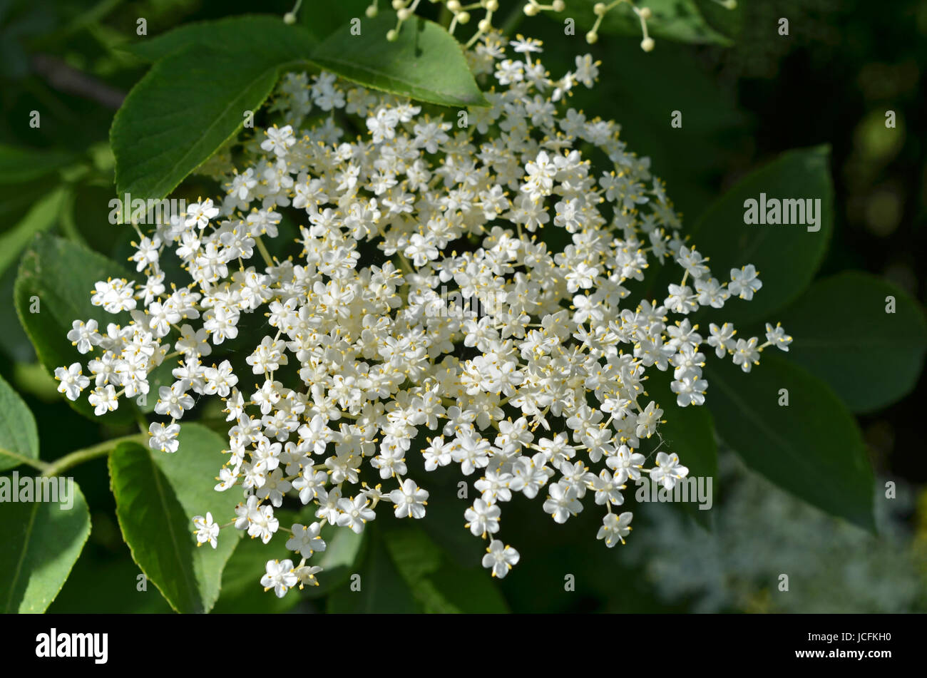 Haie de fleurs de sureau Banque de photographies et d’images à haute ...