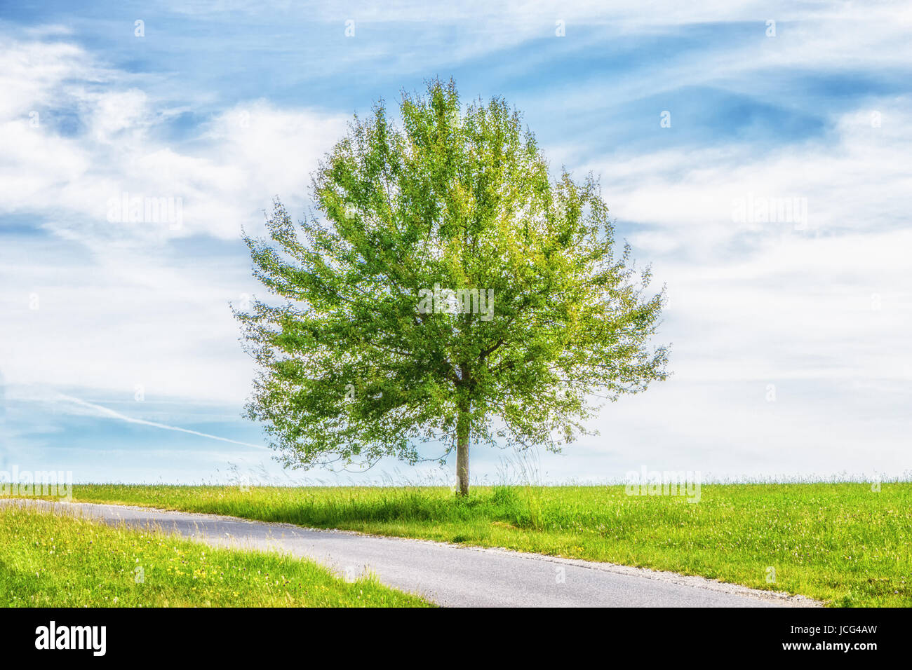 Arbre vert solitaire Banque de photographies et d’images à haute ...