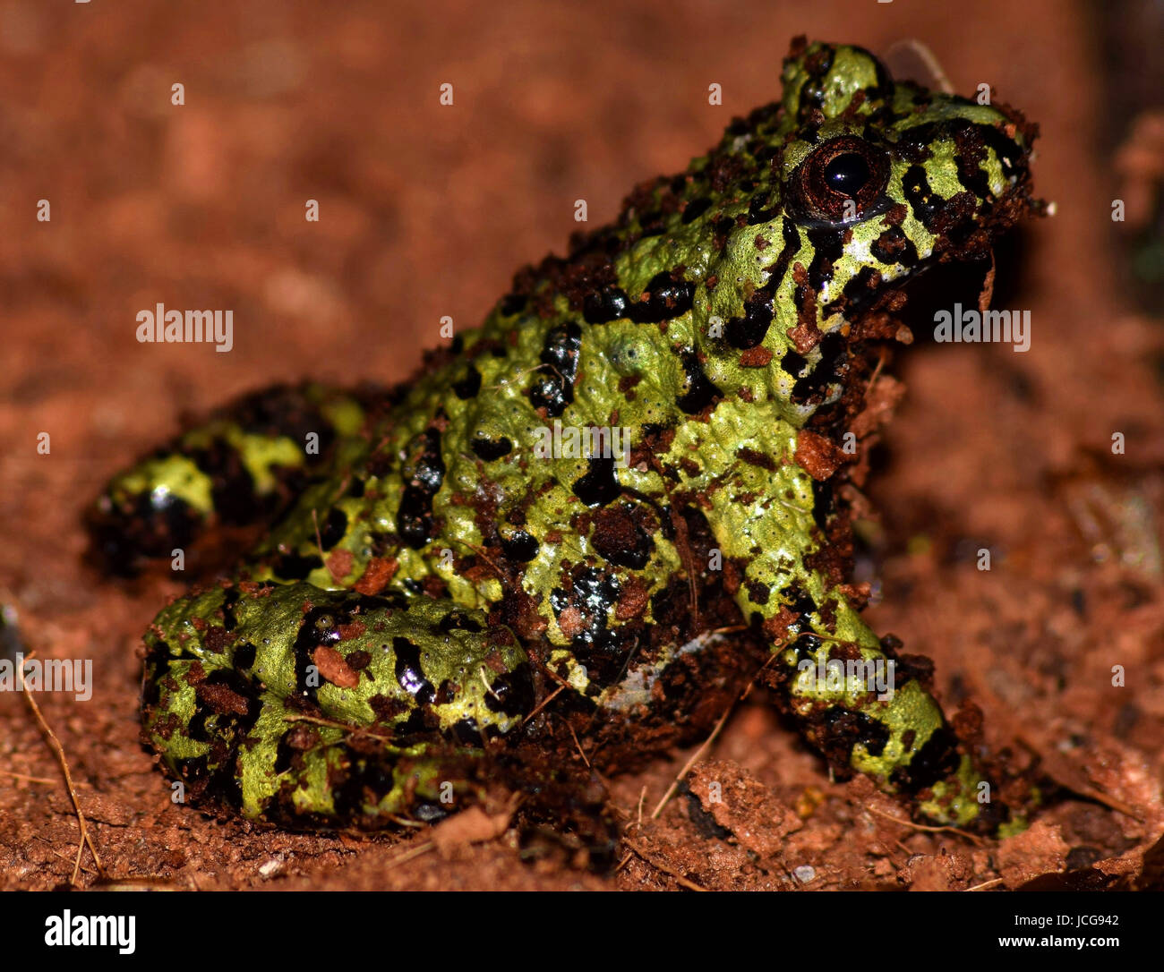 Feu ventre crapaud Banque de photographies et d’images à haute ...