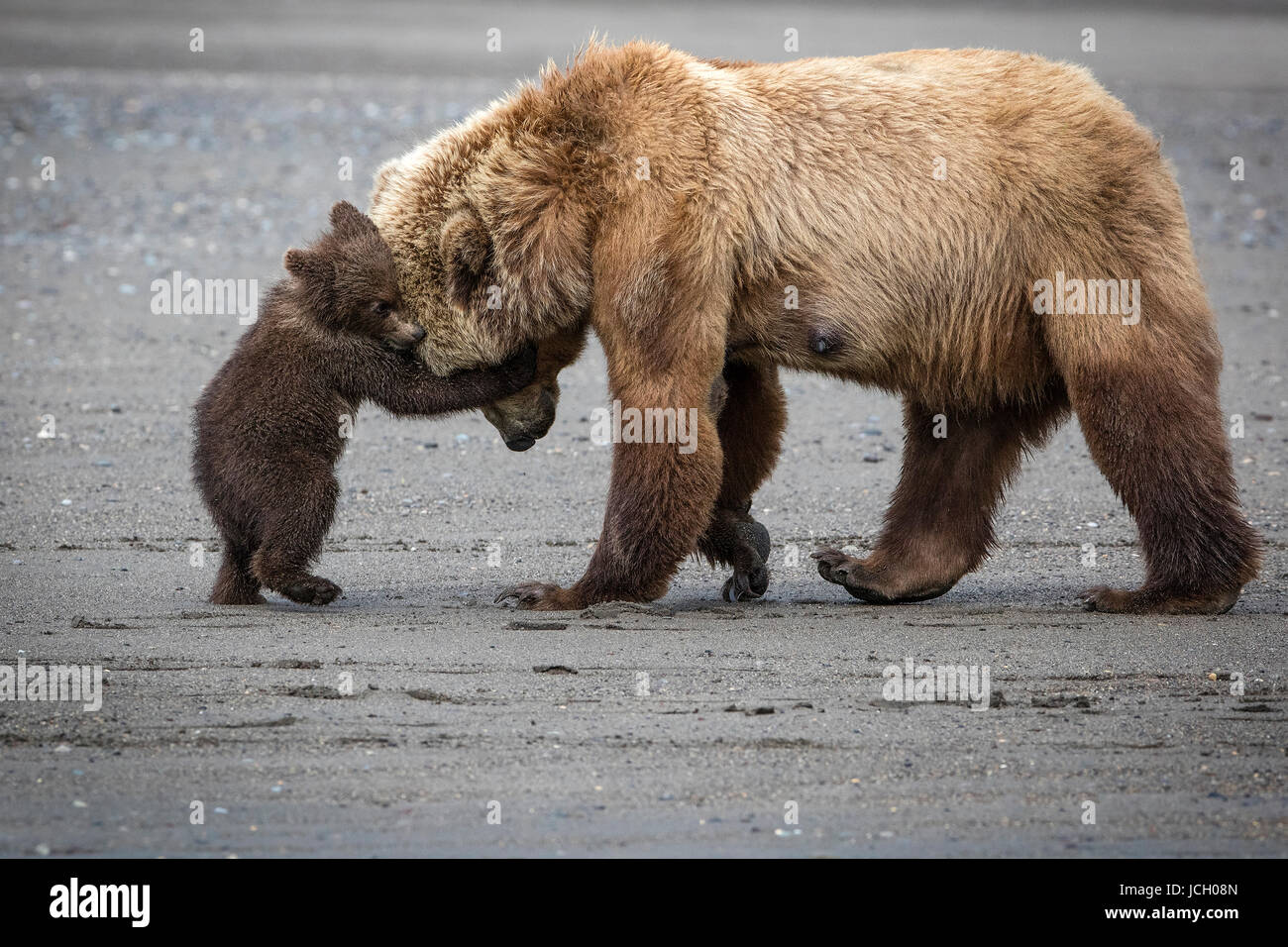 Petit ourson Banque de photographies et d’images à haute résolution - Alamy