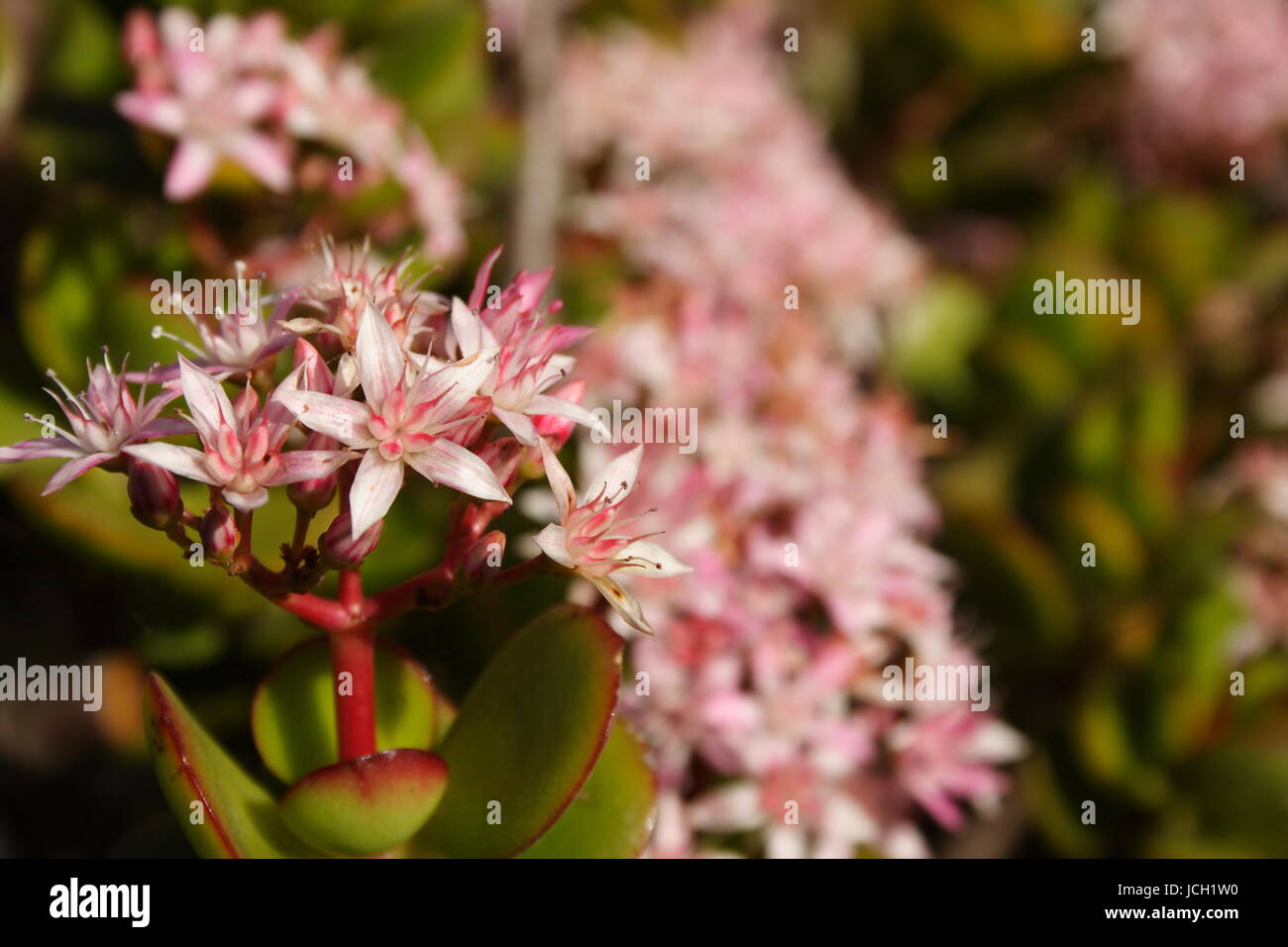 Crassula flower Banque de photographies et d’images à haute résolution ...