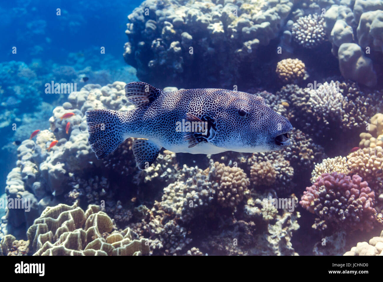 -Riesenkugelfisch puffer stellaire, puffer étoilé, ou poisson-crapaud ...