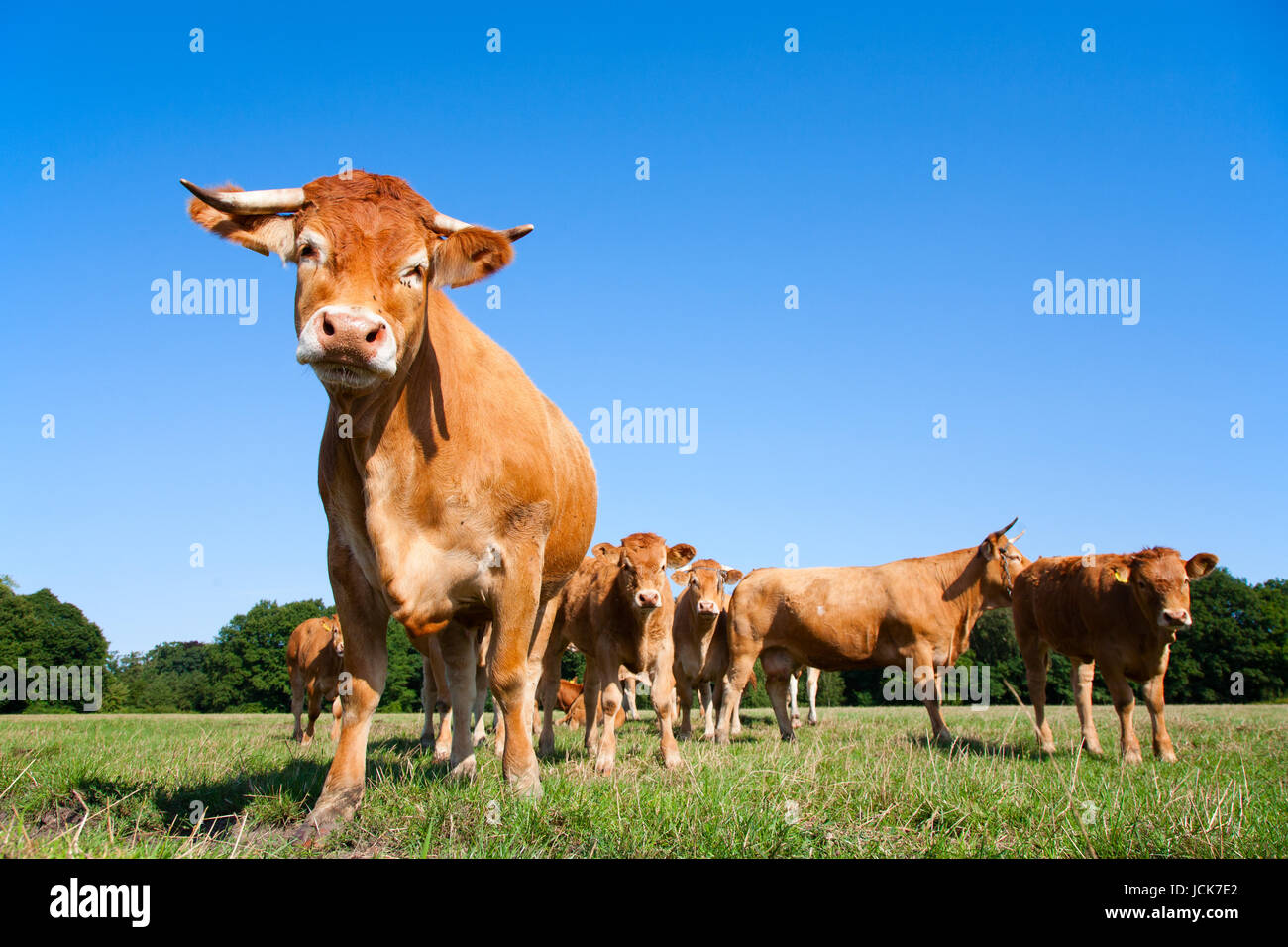 Vaches limousines en prairie Banque de photographies et d’images à haute résolution - Alamy