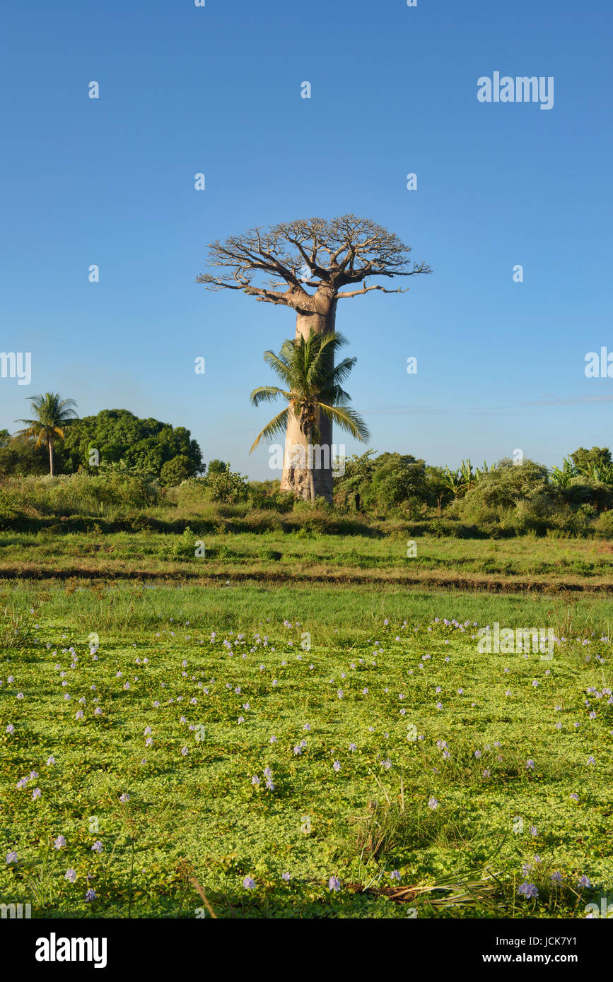 Baobab tree flowers Banque de photographies et d’images à haute ...