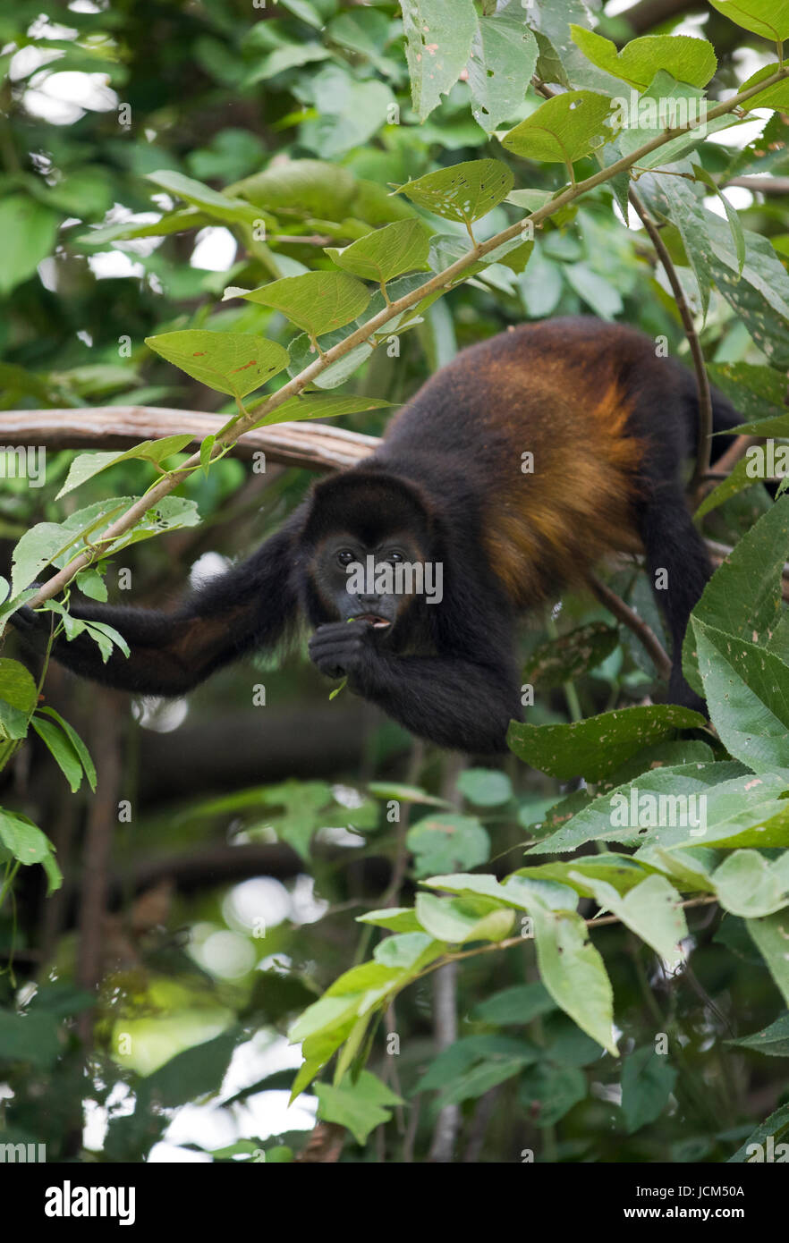Singe Hurleur Au Costa Rica Banque d'image et photos - Alamy