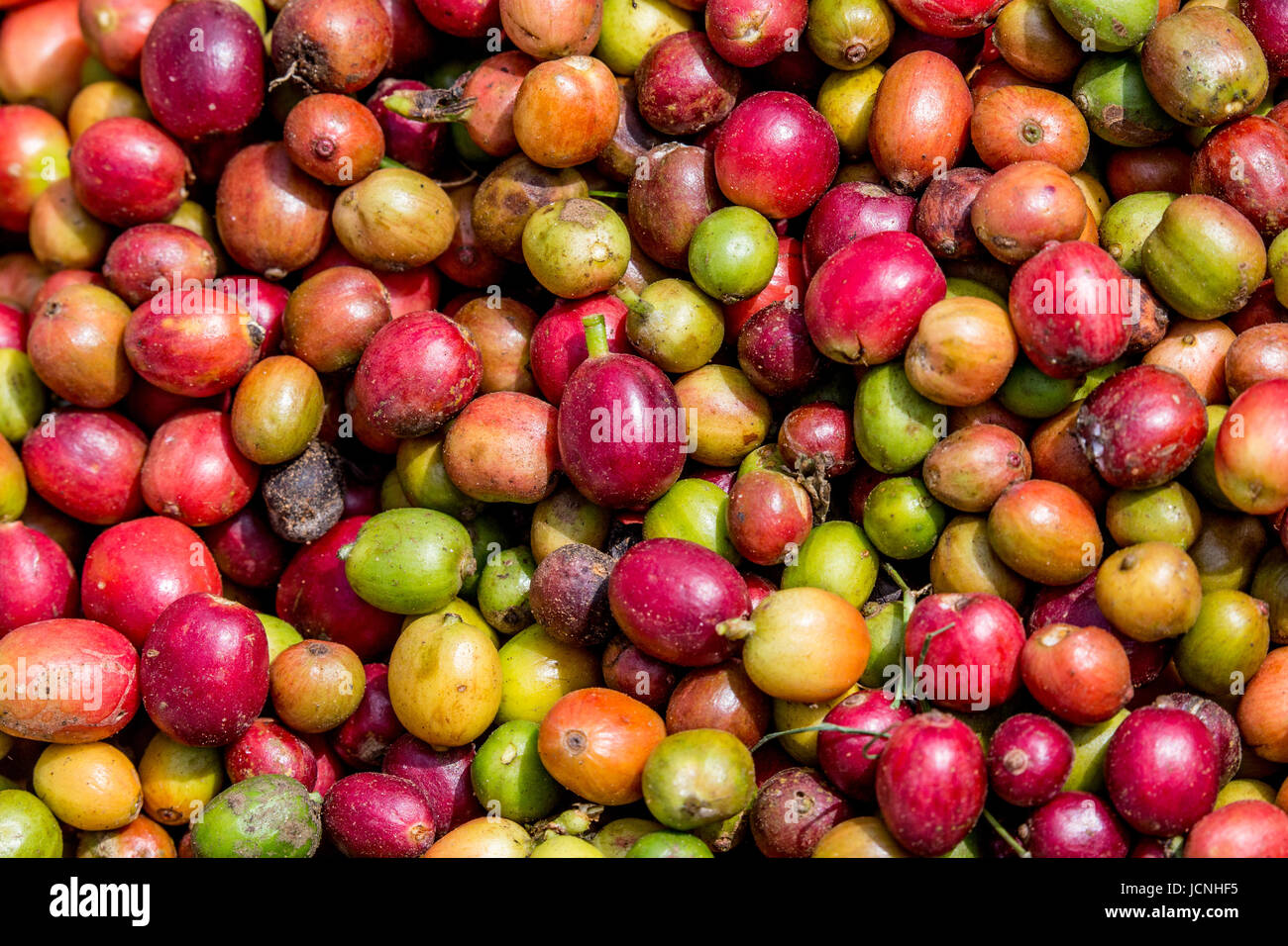 Les grains de café mûr se trouvent sous le soleil. Gros plan. Afrique ...