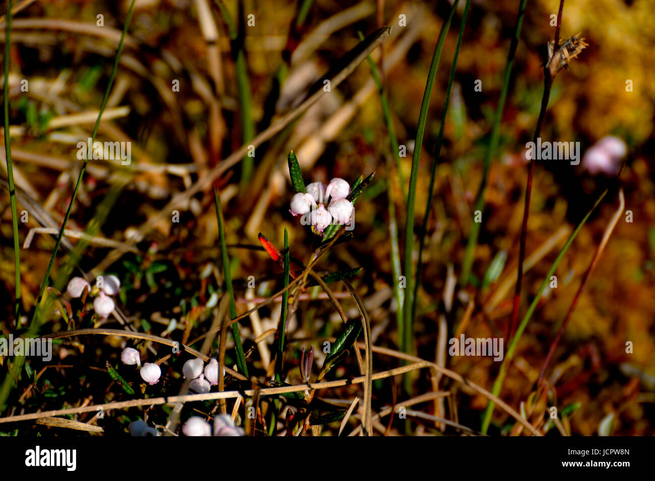 Airelle en fleurs Banque de photographies et d’images à haute ...