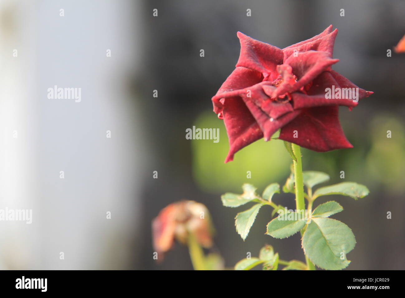 Belle rose Banque de photographies et d’images à haute résolution - Alamy