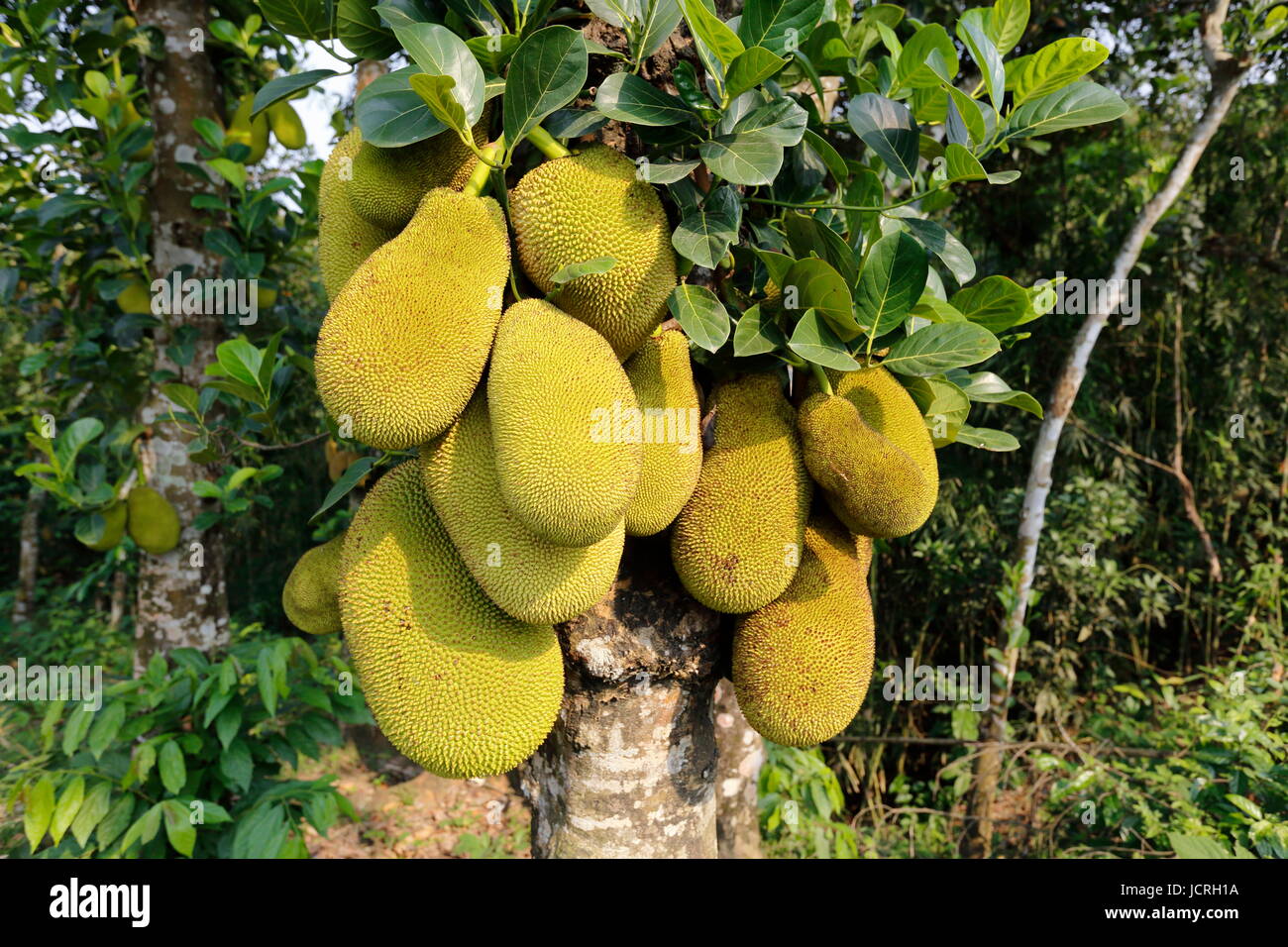 Fruto nacional de bangladesh Banque de photographies et d’images à ...