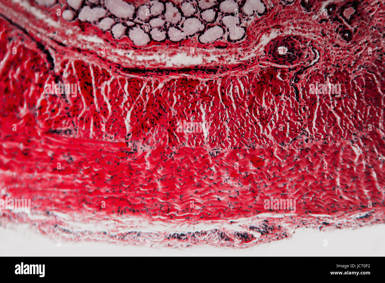 Oesophage histologie Banque de photographies et d’images à haute résolution - Alamy
