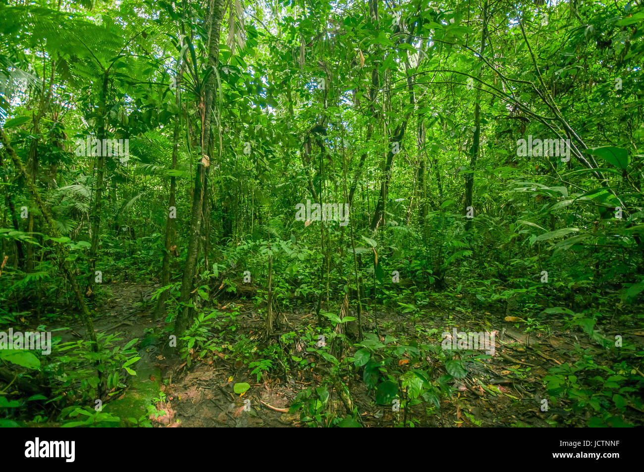 Amazon jungle explorer Banque de photographies et d’images à haute ...