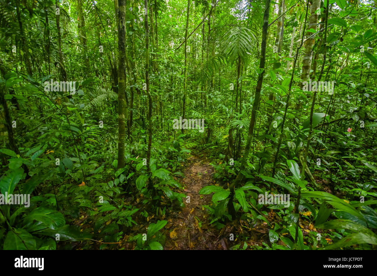 Amazon jungle explorer Banque de photographies et d’images à haute ...