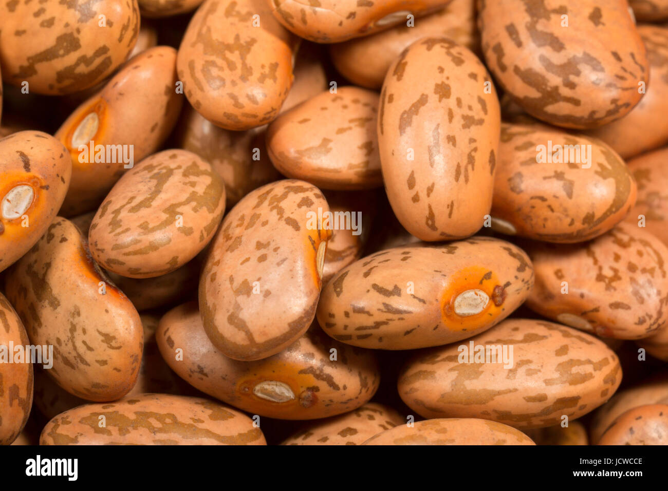 Frijol pinto Banque de photographies et d’images à haute résolution - Alamy