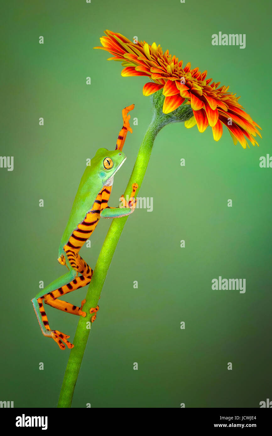 Oeil rouge rainette Banque de photographies et d’images à haute ...