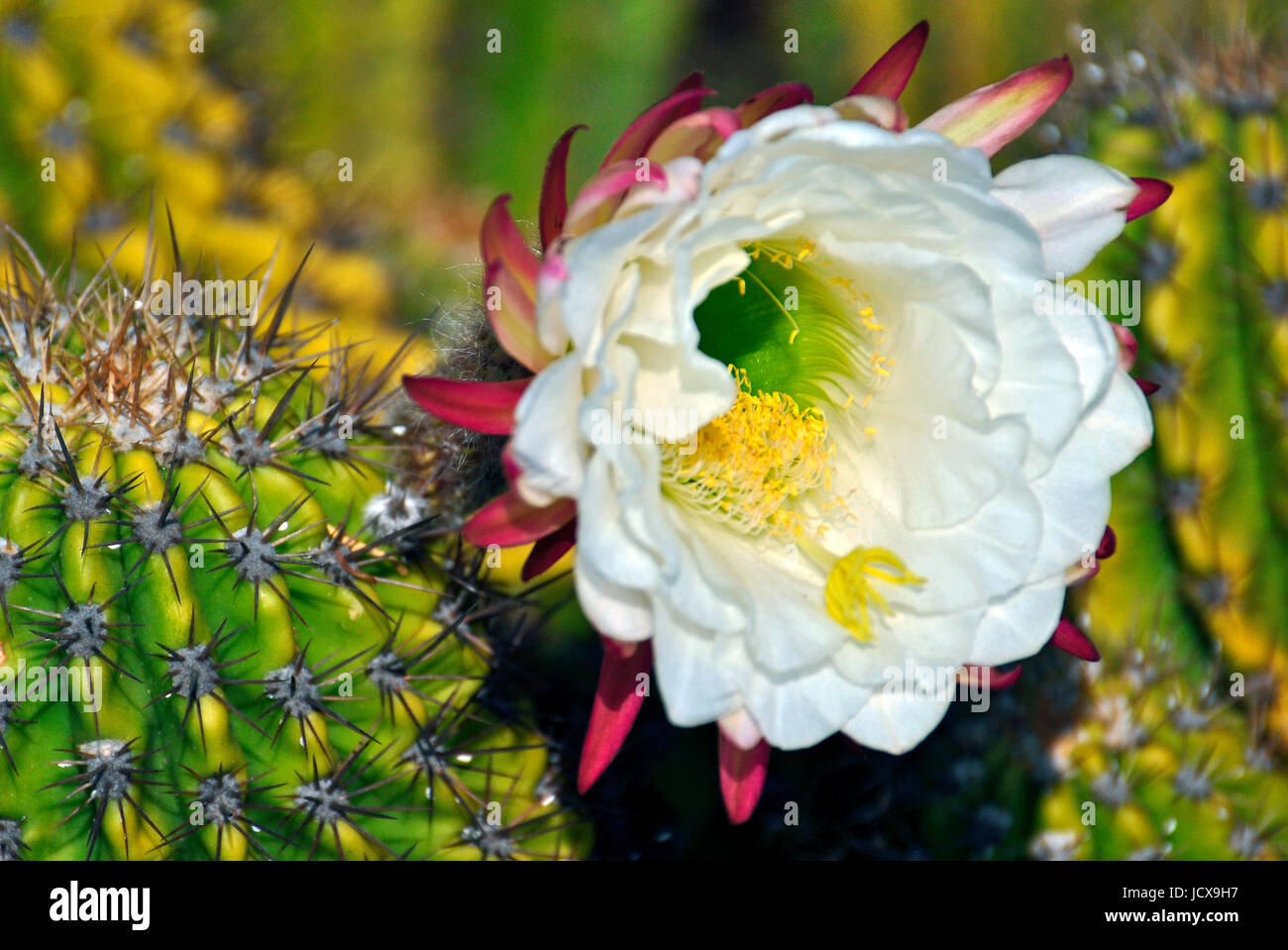 Fleur de cactus Banque de photographies et d’images à haute résolution ...