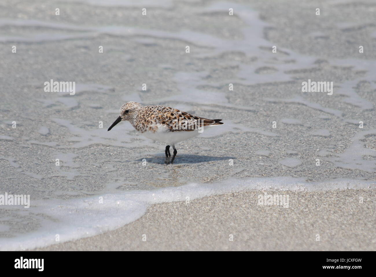 Sanderling bird Banque de photographies et d’images à haute résolution ...
