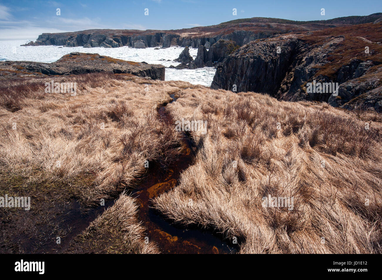 Côte sauvage, la mer, les piles et la glace de mer à Spillars Cove ...