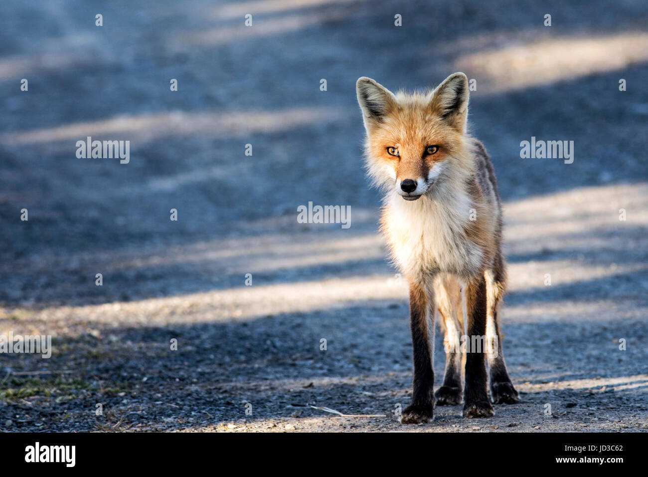 Renard roux canada Banque de photographies et d’images à haute ...