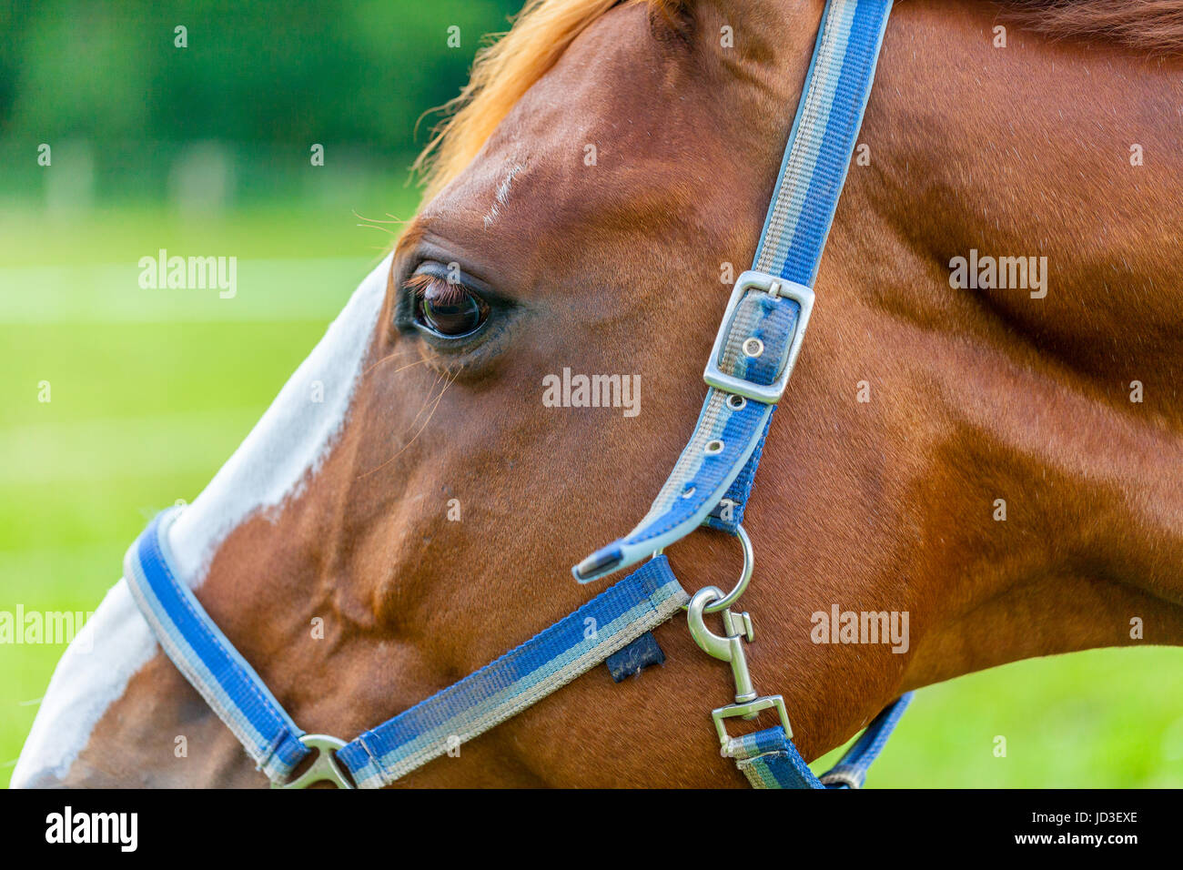Cheval brun aux yeux bleus Banque de photographies et d’images à haute ...